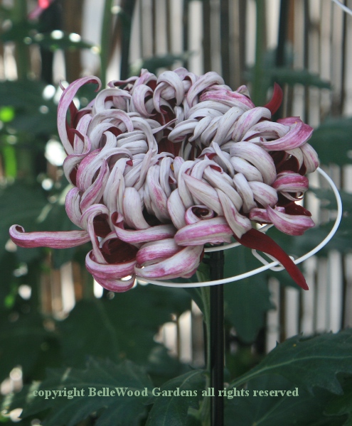 BelleWood-Gardens - Diary