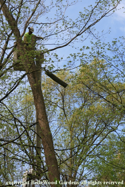 BelleWood-Gardens - Diary