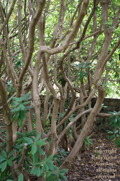 BelleWood-Gardens - Diary