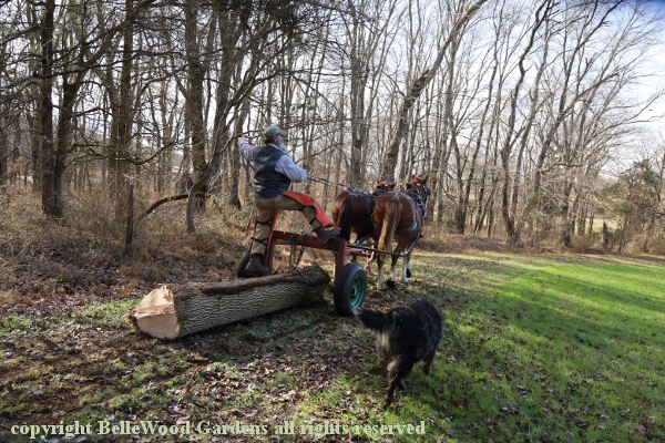 BelleWood-Gardens - Diary