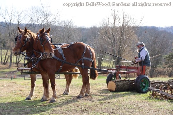 BelleWood-Gardens - Diary