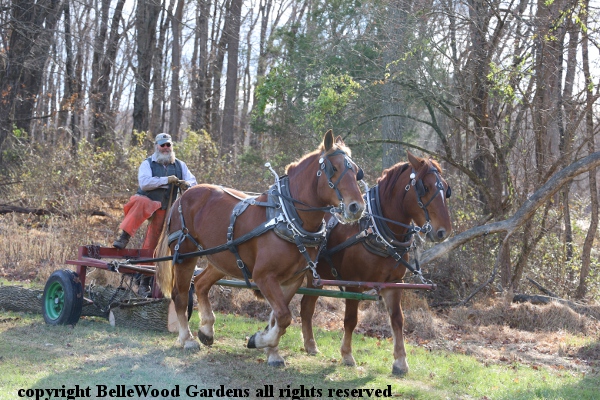 BelleWood-Gardens - Diary