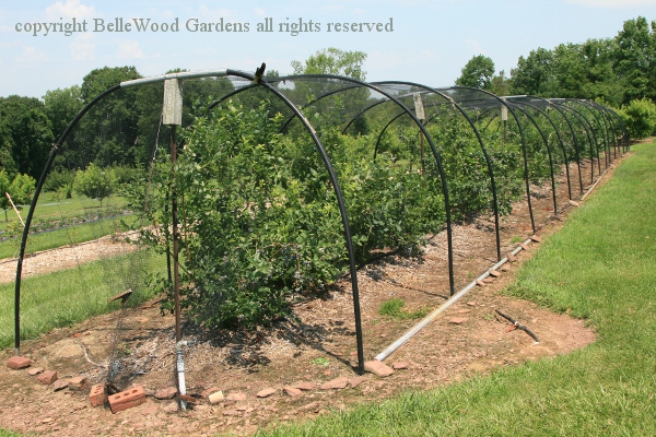 BelleWood-Gardens - Diary