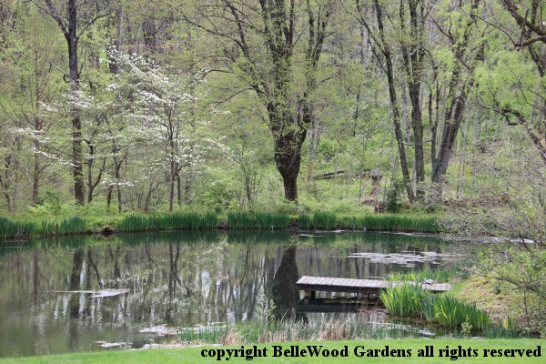 BelleWood-Gardens - Diary
