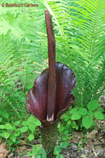 BelleWood-Gardens - Diary