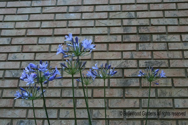 BelleWood-Gardens - Diary